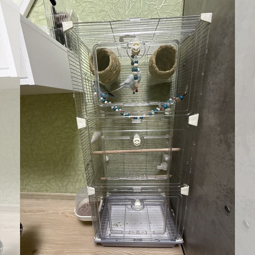 Попугай с клеткой