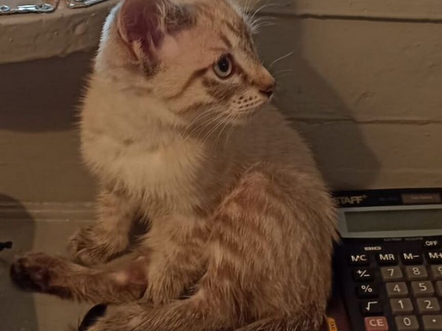 Котёнок