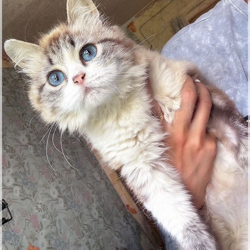 Кошечка в поисках дома