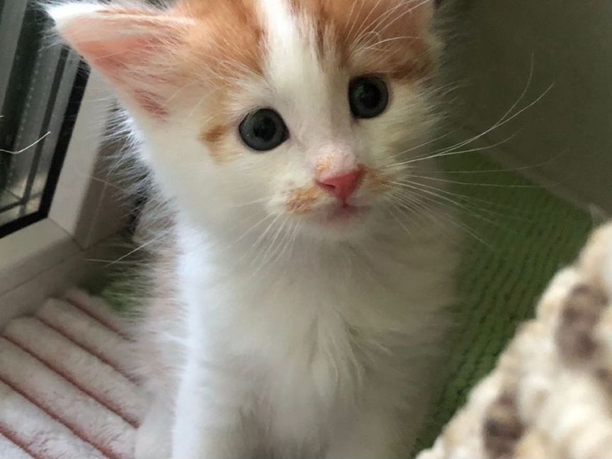 Белый с рыжим маленький котенок в добрые руки