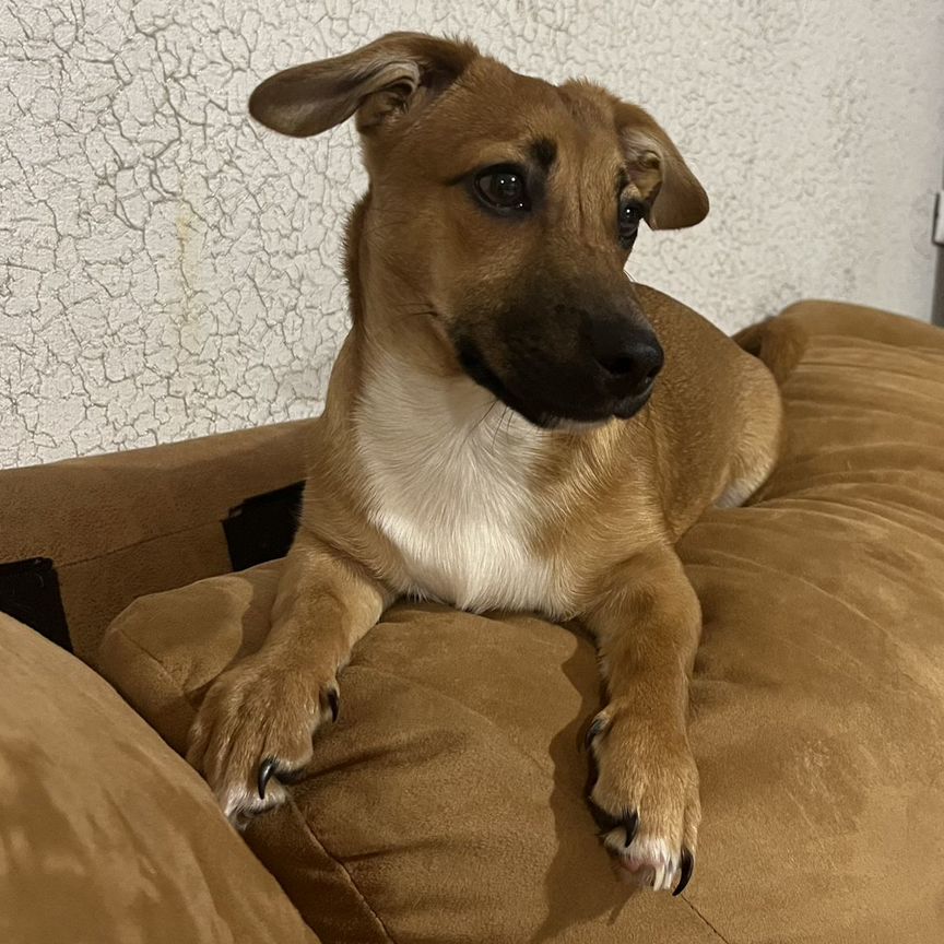 Щенок в добрые руки