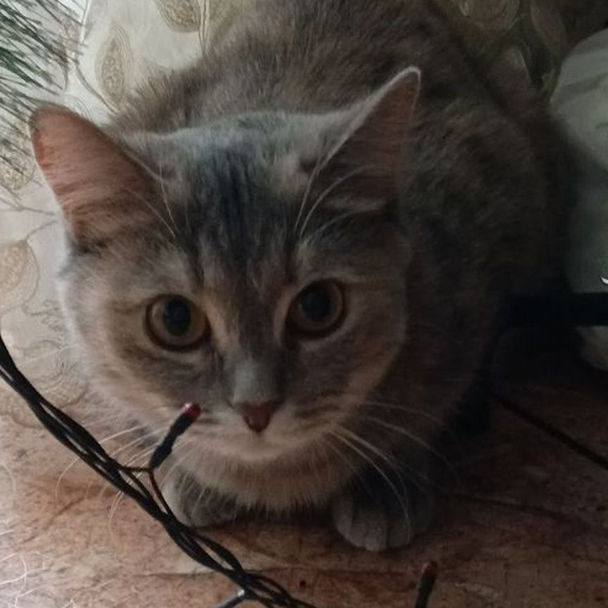 Взрослая, Девочка кошка в добрые руки