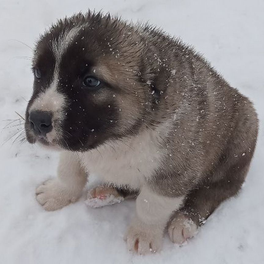 Среднеазиатская овчарка, щенок