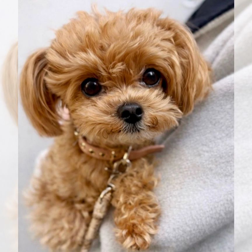 Мальтипу, щенок