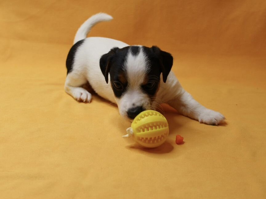 Щенки джек рассел терьер