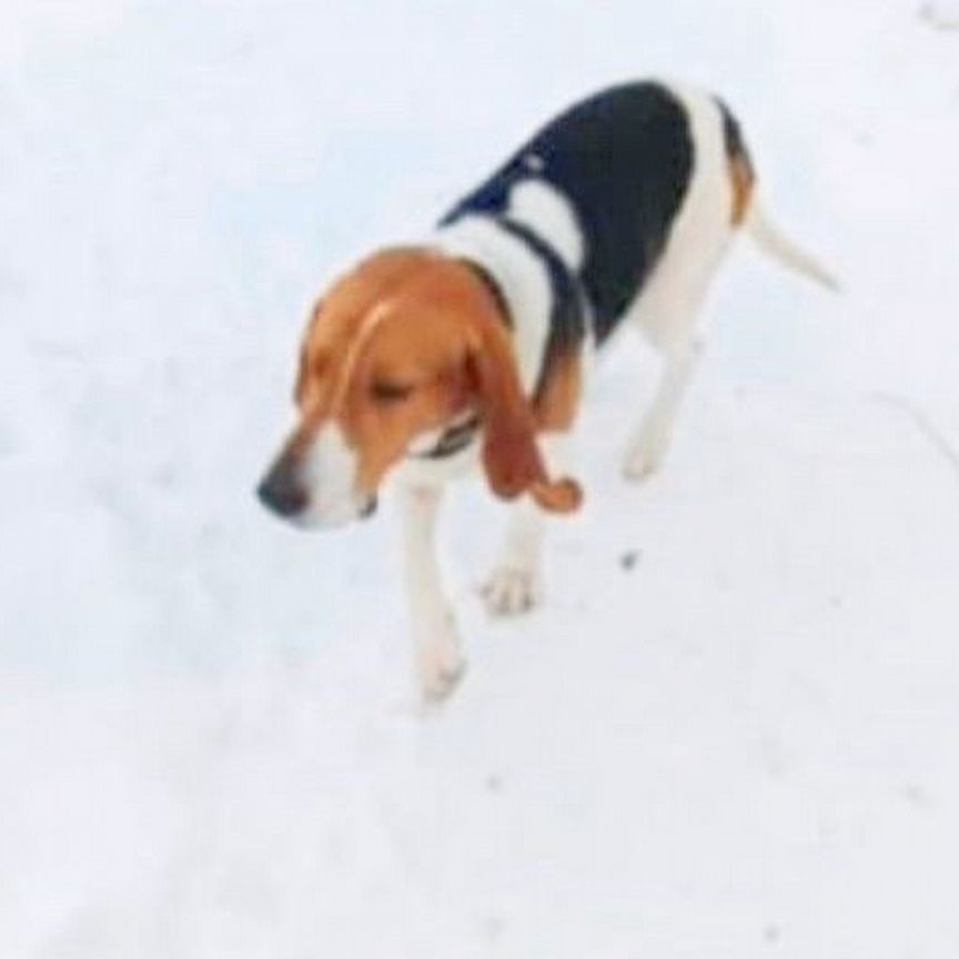 Собака пятнистая Бигль нашли