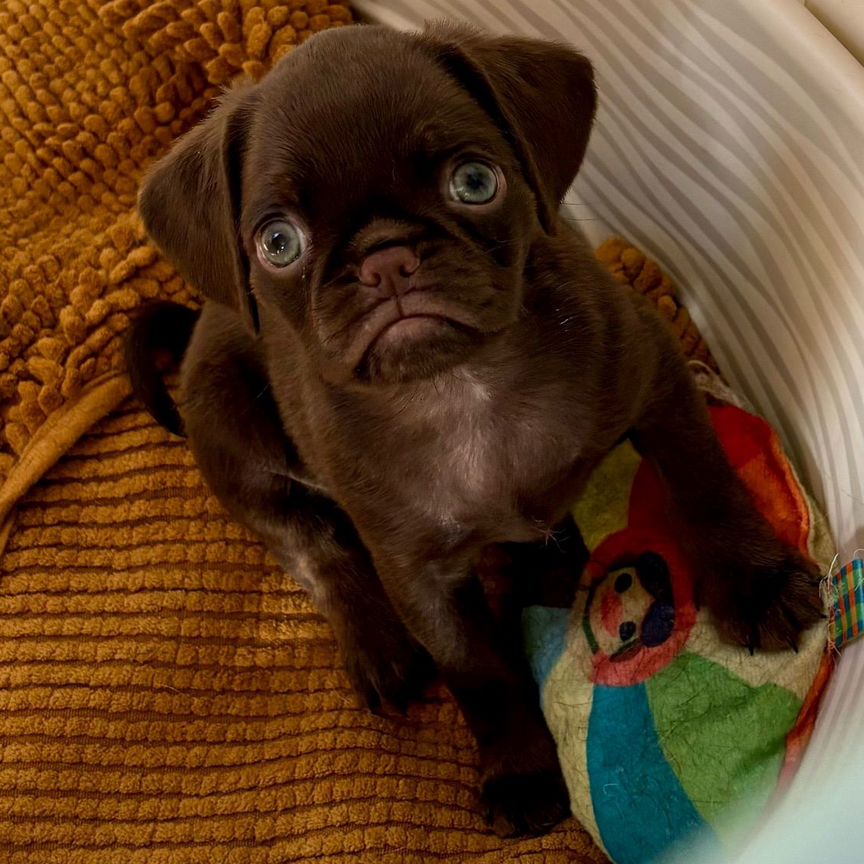 Пти-брабансон, щенок