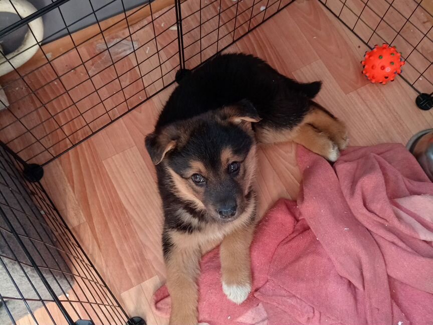 Немецкая овчарка