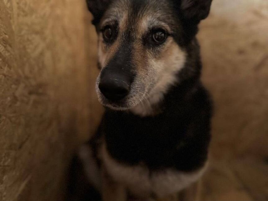 Собачка Верба мечтает о доме