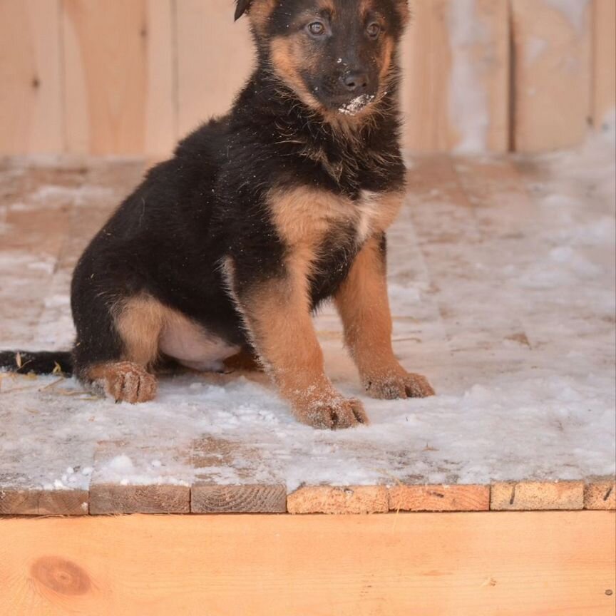Щенки от Немецкой овчарки