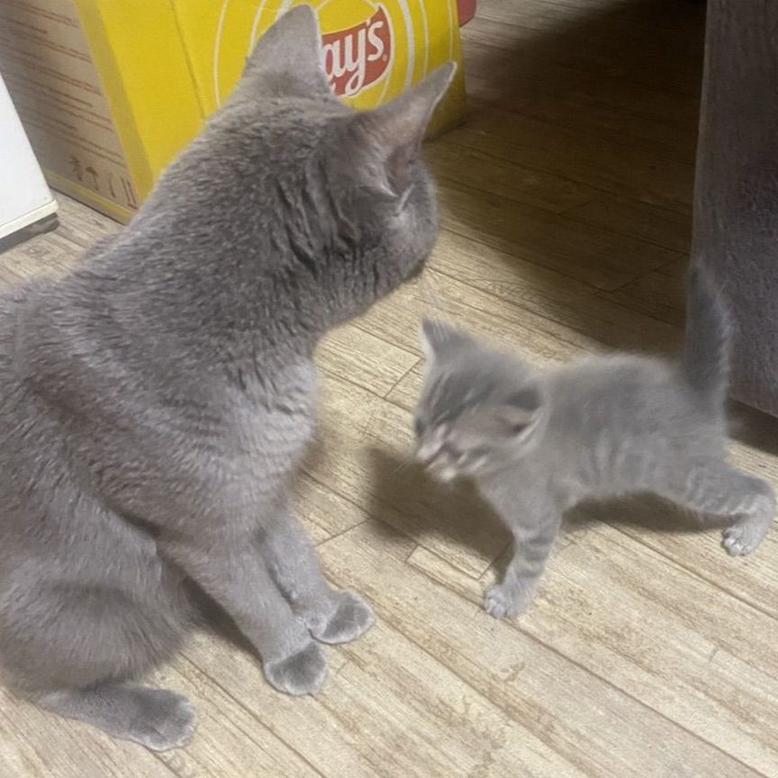 Британские котята