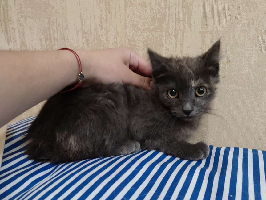 Котëнок девочка ищет дом