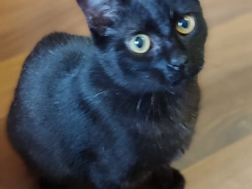 Котенок добрые руки