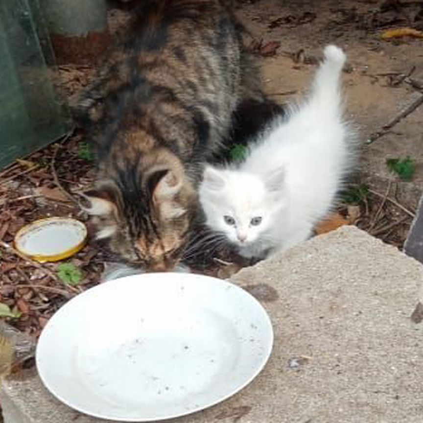 Котятки в добрые руки