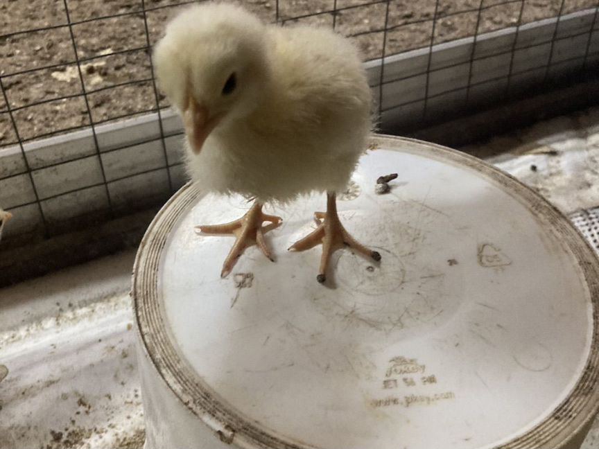 Молодые петушки