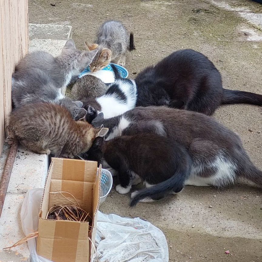 Котята в добрые руки бесплатно