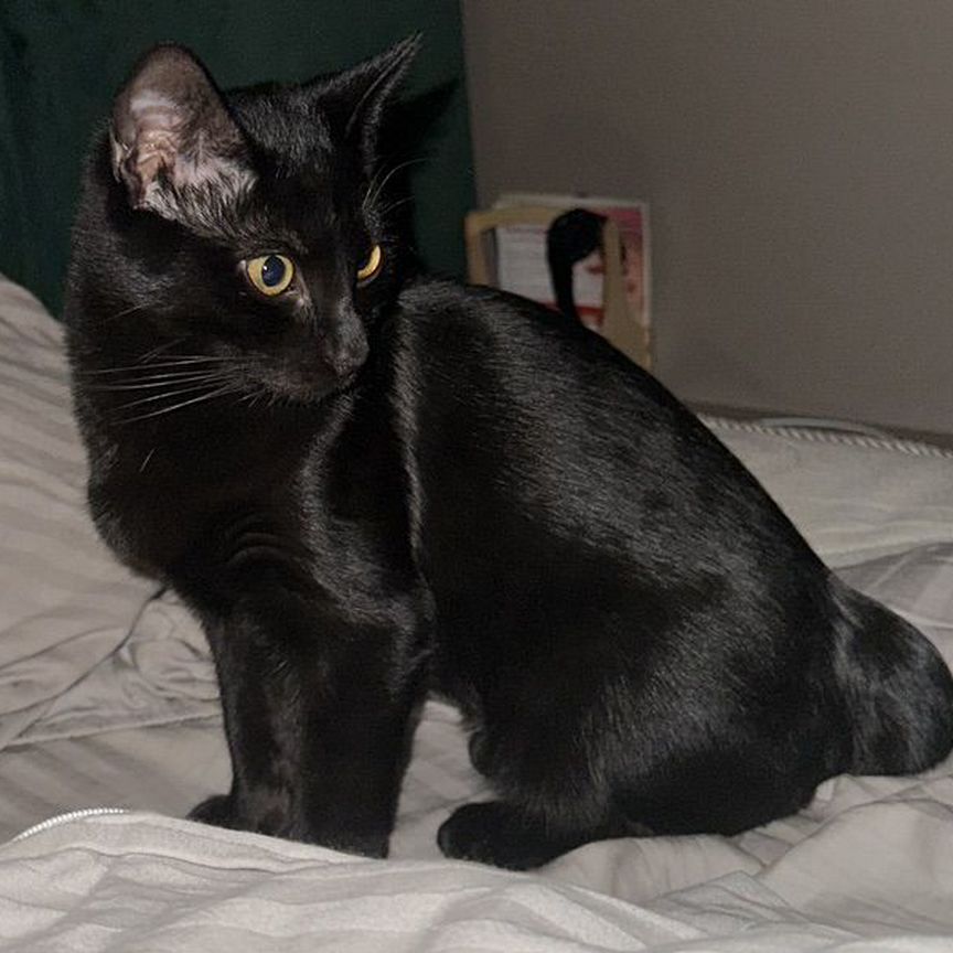 Котенок 9 месяцев