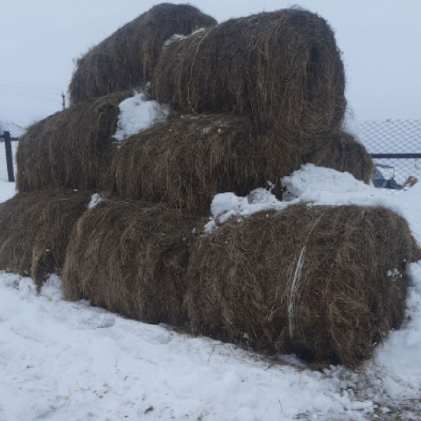 Продам сено в рулонах