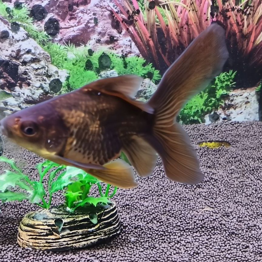 Золотые рыбки