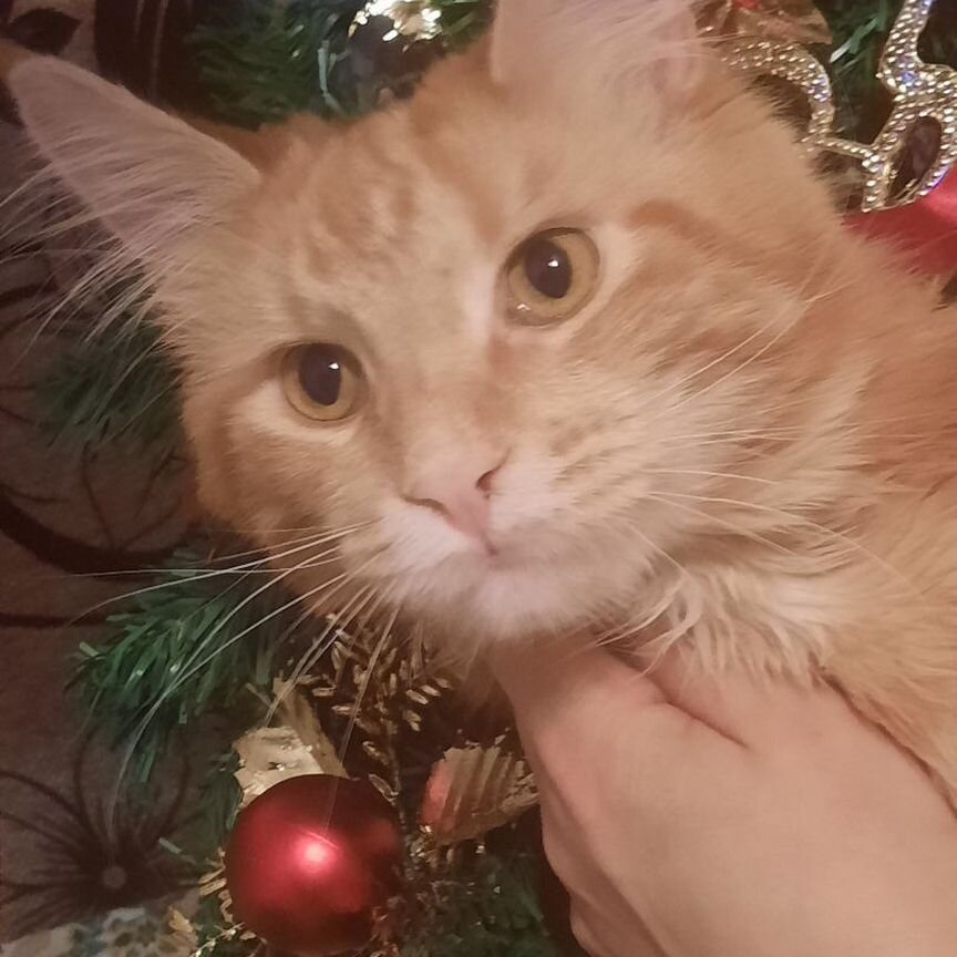 Майкун кот вязка с кошкой