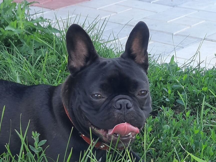 Вязка. Французский бульдог (сучка)