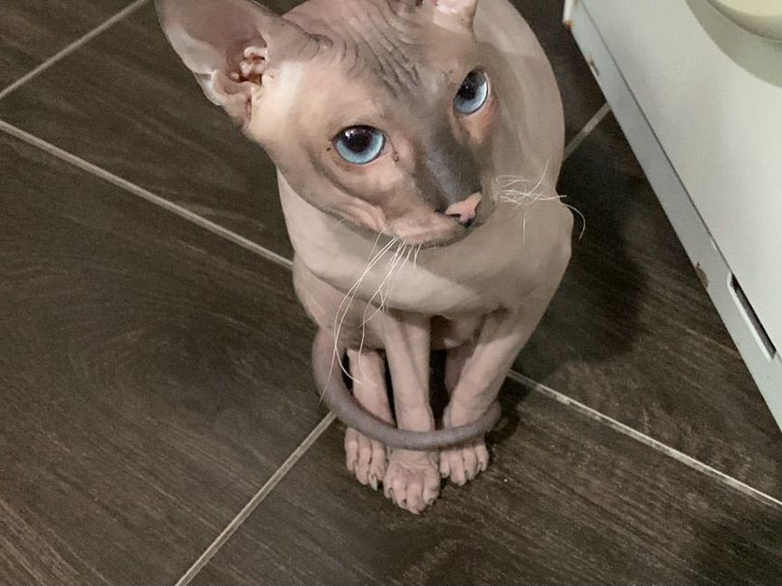 Канадский сфинкс