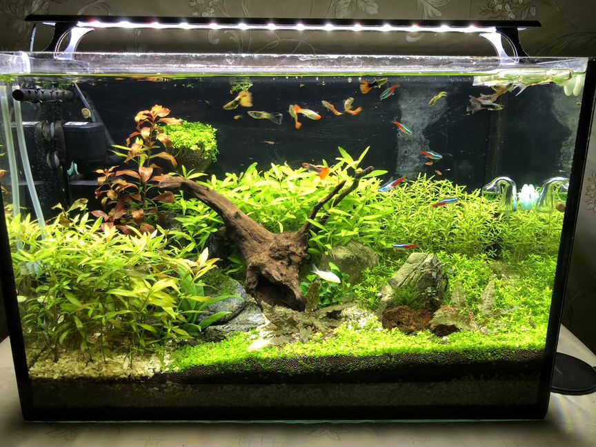 Аквариум 60 литров