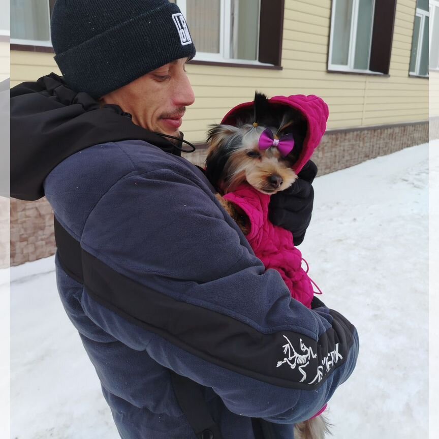 Йоркширский терьер, щенок