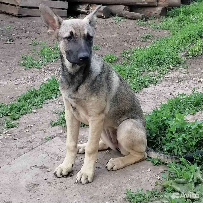 Щенки дворняжки девочки