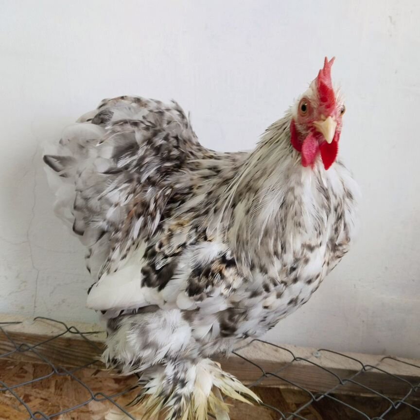 Продам петушка Карликового Кохинхина
