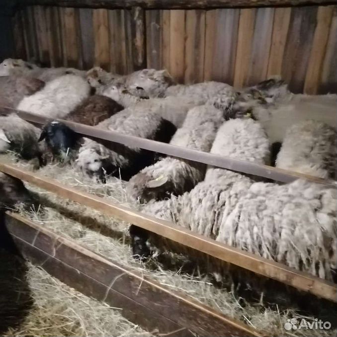 Продам стадо овец