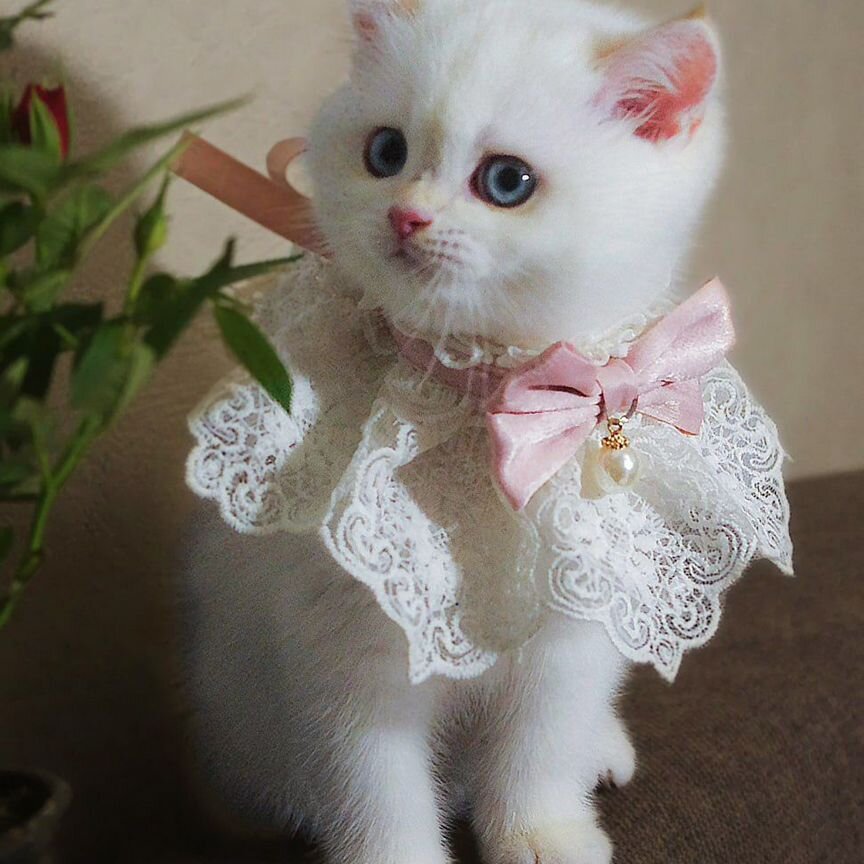 Британская шиншилла девочка котёнок NY 1233