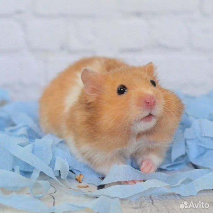 Хомяк Сирийский обычный