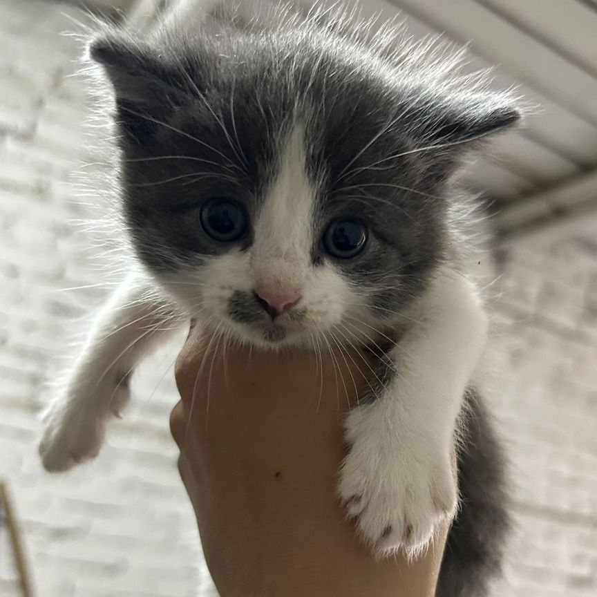 Котенок