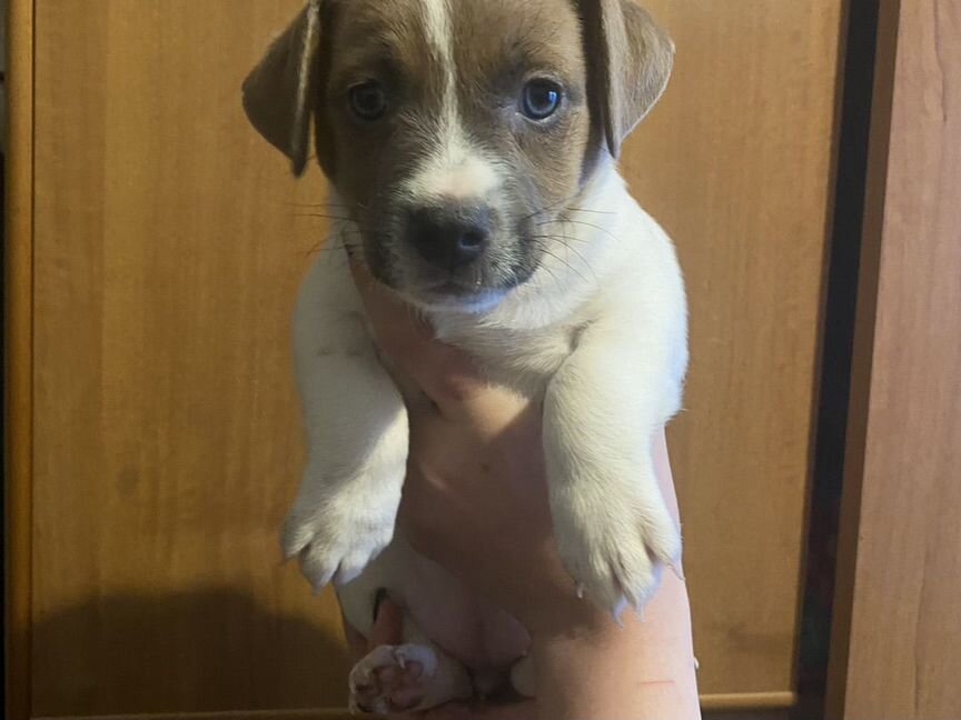 Собака джек рассел