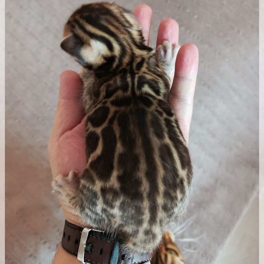 Бенгальские котята
