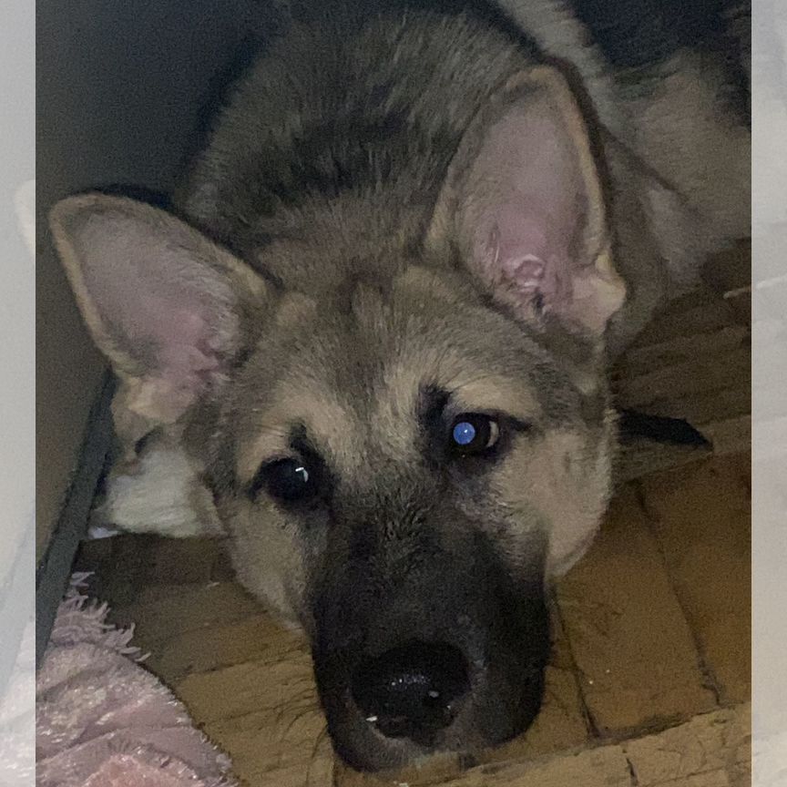 Лайка, щенок