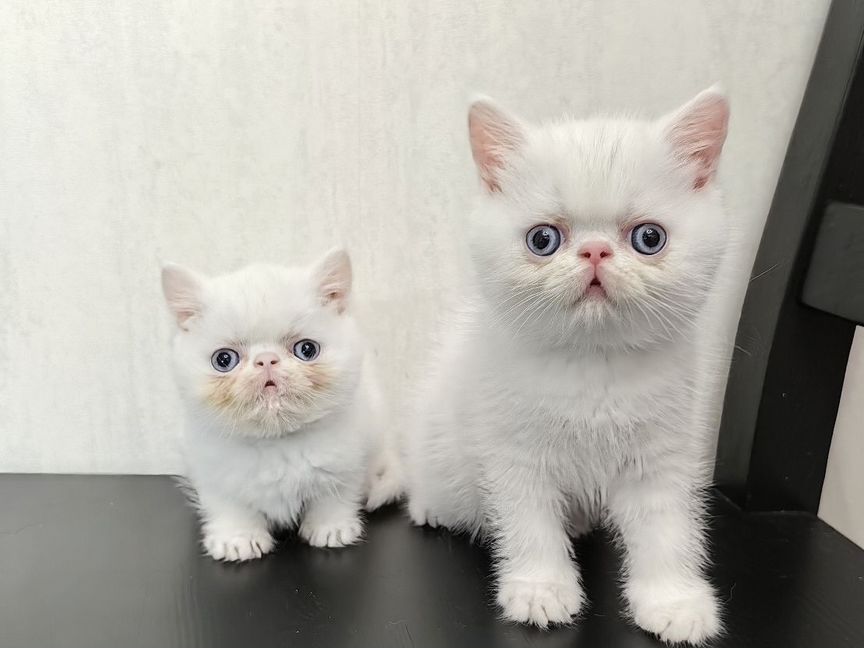 Экзотические котята