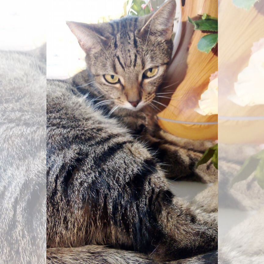 Котик Джери