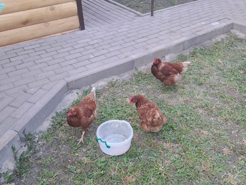 Курицы несушки домашние
