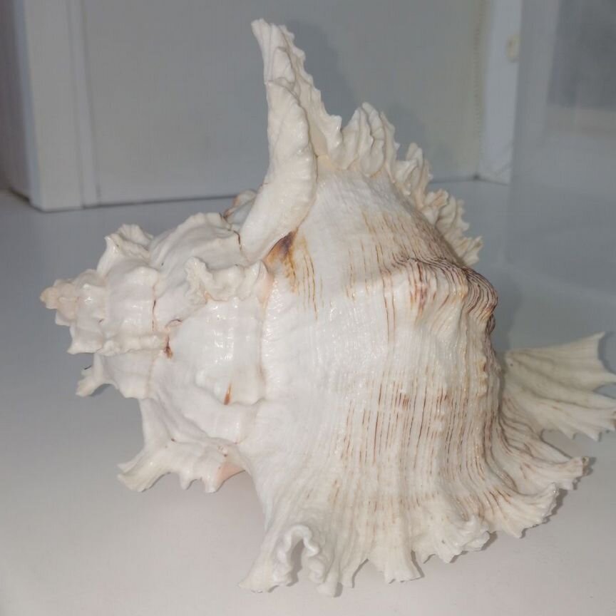 Каралл большой для аквариума