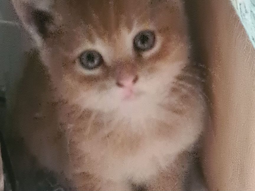 Котята в добрые руки бесплатно