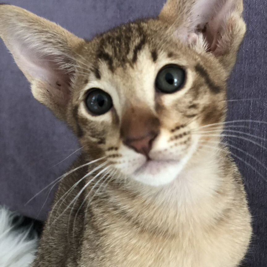 Котенок ориентал