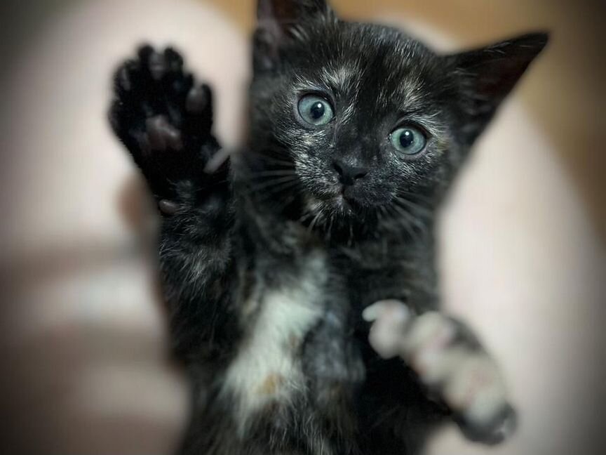 Котенок