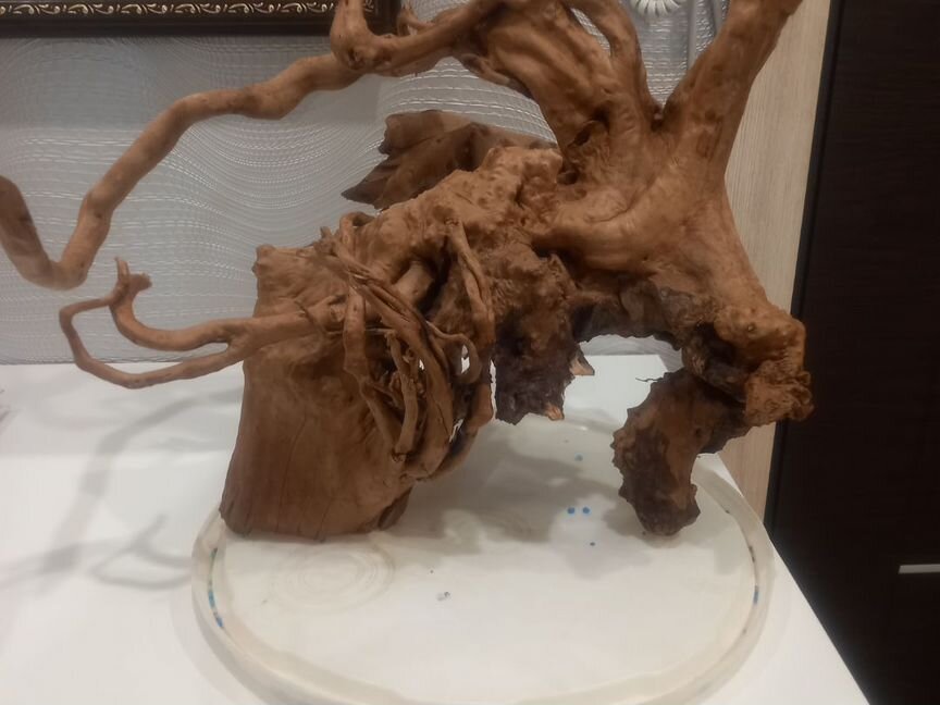 Коряга мангровая