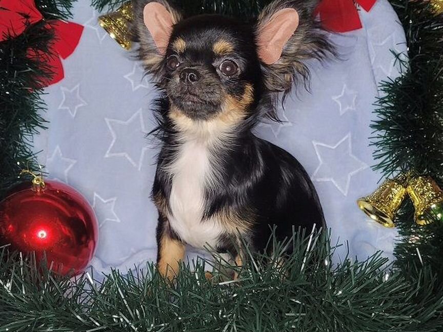 Чихуахуа-принцесса