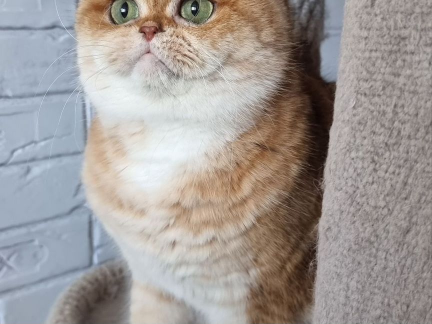 Золотая шиншилла