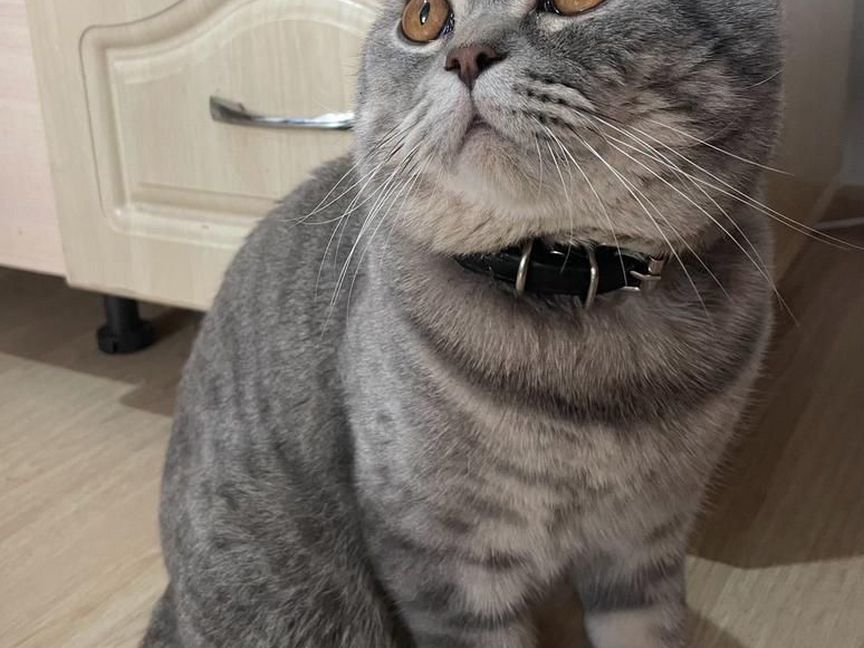 Кошки бесплатно