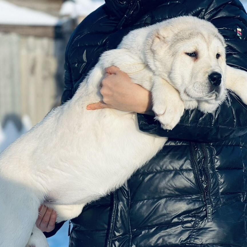 Среднеазиатская овчарка, щенок