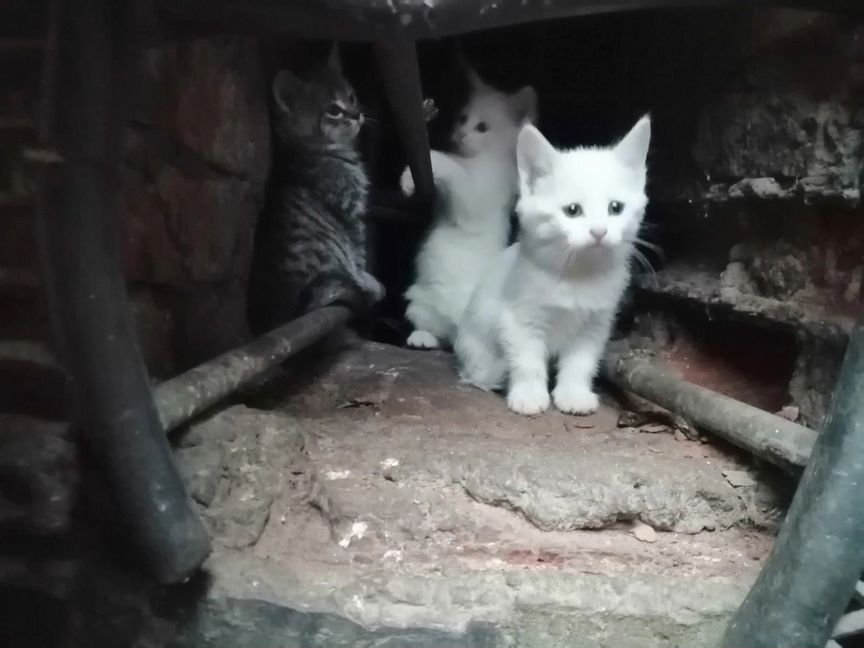 Турецкая ангора